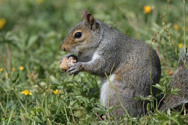 Grey Squirrel Damage To Homes And Gardens | Diamond Pest Control London